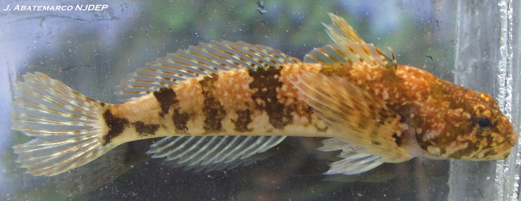 (Cottus Linnaeus, 1758) Род Коттусы, Подкаменщики, Genus Cottus ...